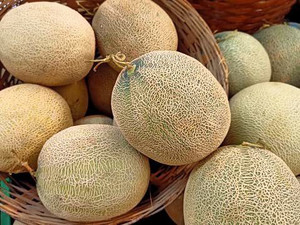 JRYU Muskmelon (Kharbuja) Fruit Seeds For Home Gardening Seed Price in ...