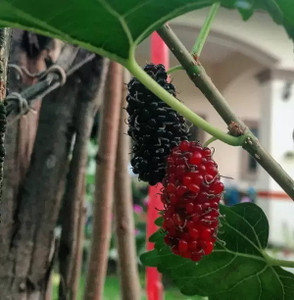 MAA MulBerry, Mulberries, Shahtoot Seed Price in India - Buy MAA ...
