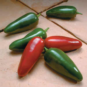 jkfarm Mirchi, Bullet Chilli Seed Price in India - Buy jkfarm Mirchi ...