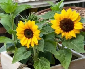Aro Miniature sun flower Seed Price in India - Buy Aro Miniature sun ...