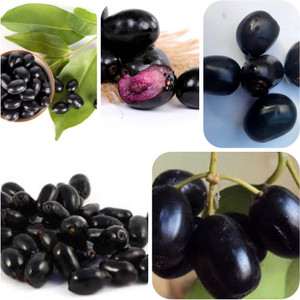 seedx Premium Black Plum ( Jamun ) Fruit Seed Price in India - Buy ...