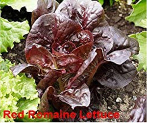 CYBEXIS Red Romaine Lettuce Seeds-500 Seeds Seed Price in India - Buy ...