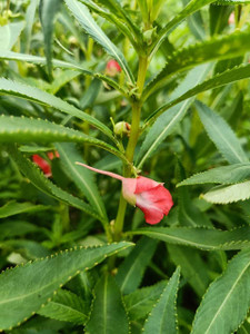 SREE Balsam,Dopati Flower 100% seeds growing Seed Price in India - Buy ...