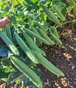 HYBRID 1kg Hybrid pea/matar seeds highest yield Verity Seed Price in ...