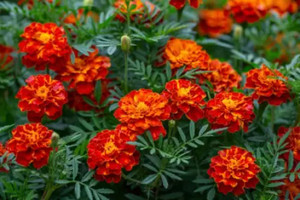 GROW-N-KNOW Merigold seeds, Genda Phool Beej Seed Price in India - Buy ...