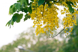 ASPEN Kerala Kanikonna Plant | Golden Shower Ornamental Tree Live Plant ...