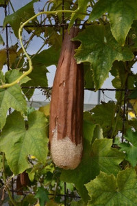 Dry tori seeds Tori seeds, Lufa tori seeds, Dry tori seeds Seed Price ...