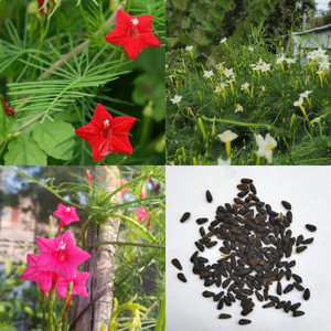 MUTHA Mayil Manikkam, Cypress vine, Star glory, Ganesh bell Seed Price ...