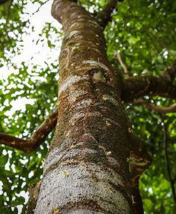 plantsworld Agor Ator (আগর আতর), Aloes Wood, Aloes, Eaglewood Tree Seed ...