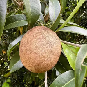 PMA Chalisa Chikoo, Sapota, Sapodilla, Naseberry Seed, Sobeda Hybird ...