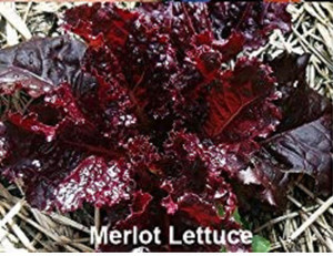 VibeX ® VXI-82 Merlot Lettuce Seeds Seed Price in India - Buy VibeX ...