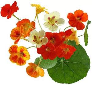 MAA Nasturtium Seed Price in India - Buy MAA Nasturtium Seed online at ...