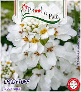 Phool n Patti CANDYTUFT [WHITE] OP Seed Price in India - Buy Phool n ...