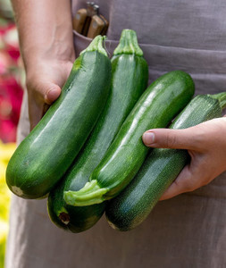 VibeX KGF -71 - Fordhook Zucchini Summer Squash - (225 Seeds) Seed ...