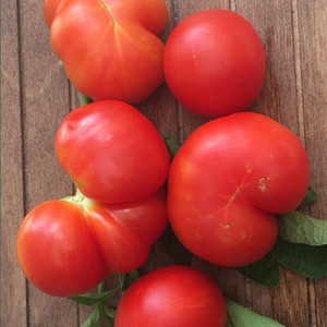 VRAKSHA Desi Red Tomato Tamatar Seed Price in India - Buy VRAKSHA Desi ...