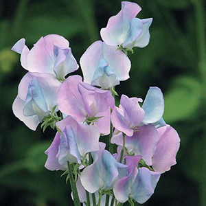 KANAYA Sweet pea Color F1 Hybrid Flower Seed Price in India - Buy ...