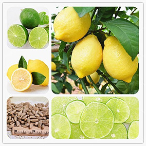 CRGO LEMON , NIMBU Seed Price in India - Buy CRGO LEMON , NIMBU Seed ...
