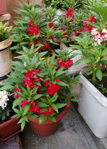 BSARKAR balsam / dopati Flowers seed, Flowers seed Seed Price in India ...