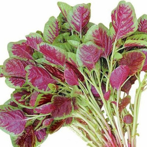 URRO Red Amaranth Callaloo Chinese Spinach Seed Price in India - Buy ...