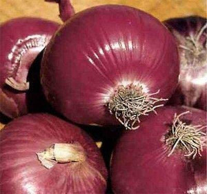 VibeX ® XLR-688 Onion Seeds, Vernina - Deep violet-red onion Seed Price ...