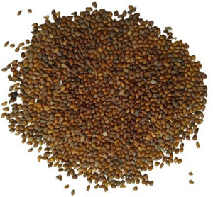 BDSresolve Penji flower seeds PACK OF 38 Seed Price in India - Buy ...