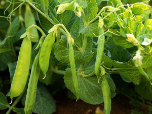 MYLAWN Green Matar Peas Seed Price in India - Buy MYLAWN Green Matar ...