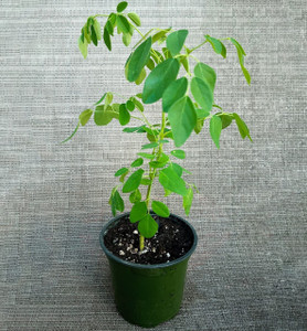 VibeX ® XLR-74 Moringa Drumstick Seeds (Saijan) Seed Price in India ...