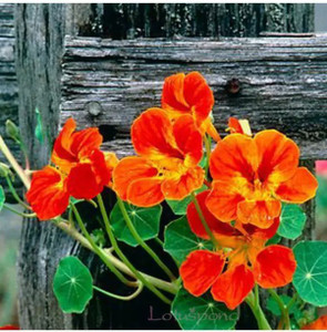Aro Nasturtium Seed Price in India - Buy Aro Nasturtium Seed online at ...