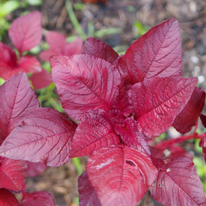 Mozette Red amaranthus Seed Price in India - Buy Mozette Red amaranthus ...