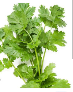 HYBRID daniya Seed Price in India - Buy HYBRID daniya Seed online at ...