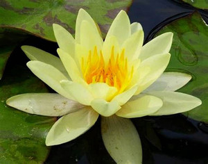 CYBEXIS PAU-11 - Finest Viable Aquatic Water Lily/Lotus - (270 Seeds ...