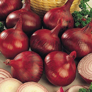 KANAYA Onion Red Kanda Vegetable Seed Price in India - Buy KANAYA Onion ...