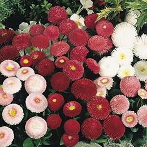 CYBEXIS VVI-72 - Russian Daisy Pompon Mixture of Colors Pompon Daisy ...