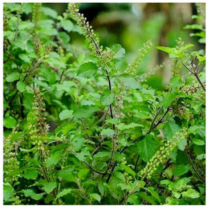 SEEDSART Tulsi Seeds " High Germination Seeds" Fast -Growth /120 Seeds ...