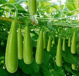 LIFELEX Hybrid Long Bottle Gourd – Calabash – Lauki – Ghiya - Lau ...