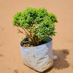 SHYAM Table Kamini plant Seed Price in India - Buy SHYAM Table Kamini ...