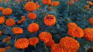 KANAYA African Marigold/ Gainda Flower Seed Price in India - Buy KANAYA ...
