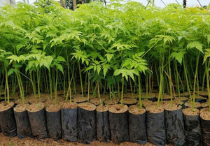VERDOR MELIA DUBIA OR PLYWOOD MALABAR NEEM TIMBER TREE 1 KG PACK Seed ...