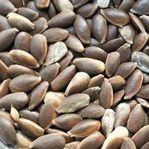 PMA Chalisa Chikoo, Sapota, Sapodilla, Naseberry Seed, Sobeda Hybird ...