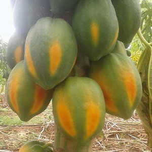 naturehils F1 Papaya Seed, Orgnic Fruit & Vegetable Seed, Papita seed ...