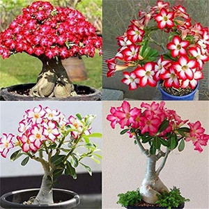 JRYU Adenium Obesum Mix Color Flower Seed Price in India - Buy JRYU ...