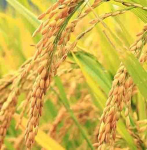 STOKIYA STOKIYA | Pusa Basmati Paddy Seeds 1692 | Dhan, 9 Kg Seed Price ...