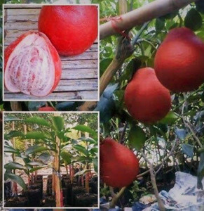 SHYAM 1Healthy Frash Food Red Pomelo Lemon(Lal Batabi) Fruit Tree Plant ...