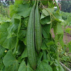 VibeX Peechinga Seeds | Ridge Gourd[500 Gms, 2500 Seeds] Seed Price in ...