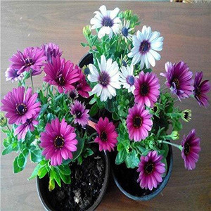 CYBEXIS GBPUT-10 - Miracle Daisy Dwarf Plants Rare Flower - (180 Seeds ...