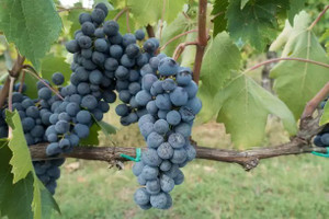 Chalisa Grapes Fruit, Black Grapes Seed Price in India - Buy Chalisa ...