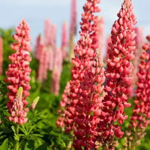 Aro Lupin Seed Price in India - Buy Aro Lupin Seed online at Flipkart.com