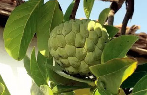 MAA Custard Apple Seed Price in India - Buy MAA Custard Apple Seed ...