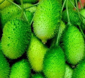 ibains Katela seeds Seed Price in India - Buy ibains Katela seeds Seed ...