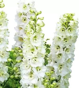 Aro Delphinium Seed Price in India - Buy Aro Delphinium Seed online at ...